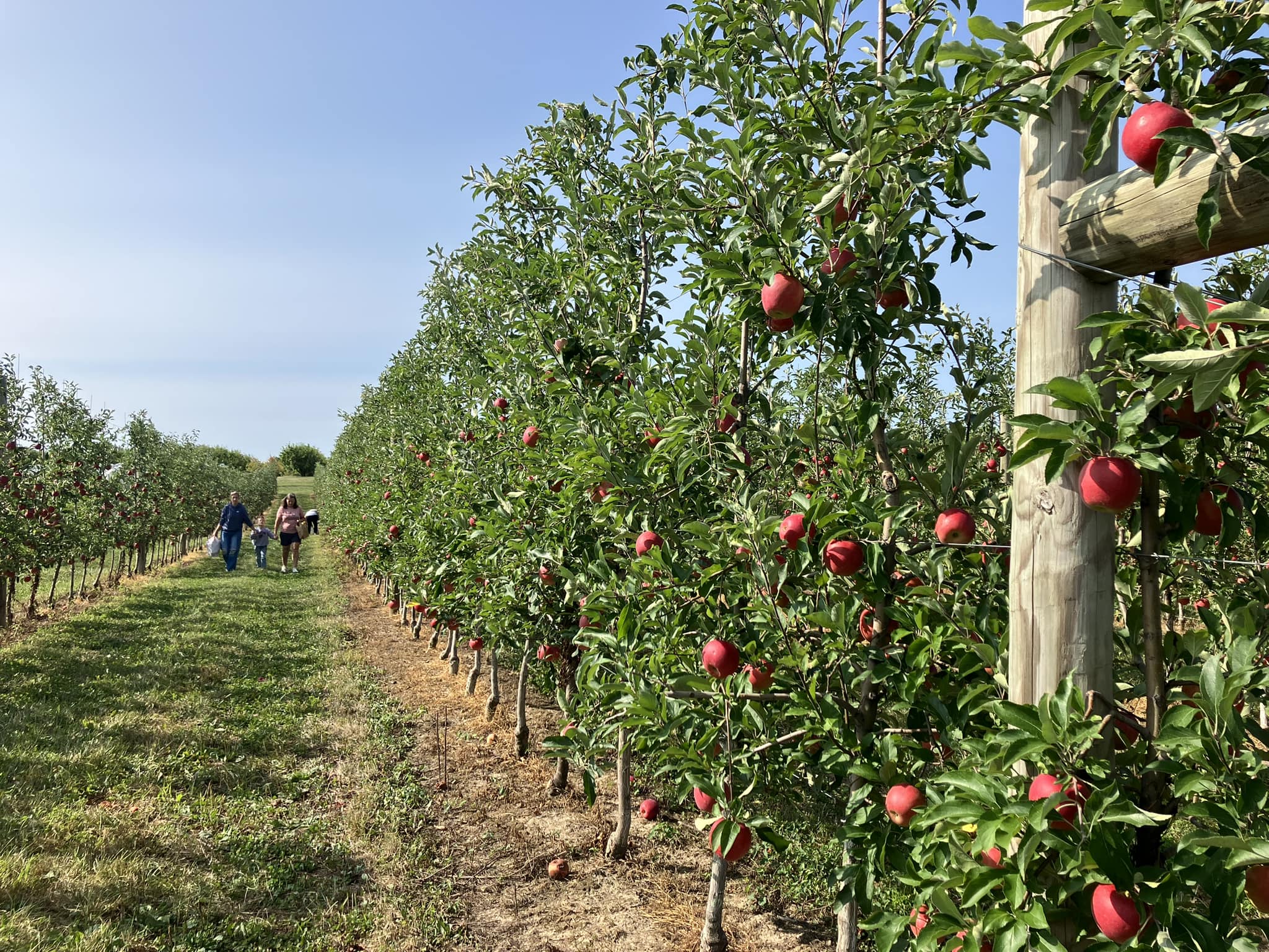 Make some memories this fall at Lynd Fruit Farm and other fun places ...