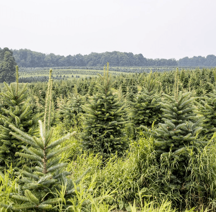 Christmas tree farms are a tradition in Ohio – Dusty Tires